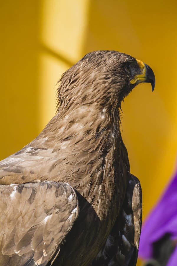 Medieval Golden Eagle, Detail of Head with Large Eyes, Pointed B Stock ...