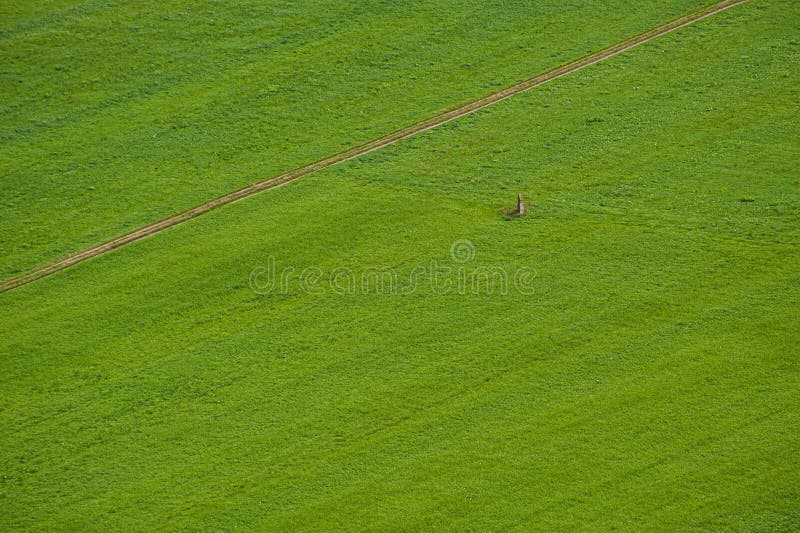A Field of Stone and Gravel in Front of a Forest Stock Image - Image of ...