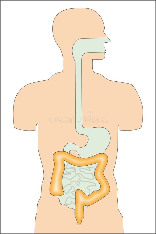 Medikal stock vector. Illustration of mouth, gullet, digestive - 6901071