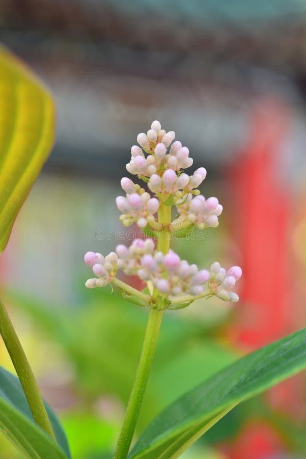 Medinilla magnifica flower stock image. Image of bloom - 38691187
