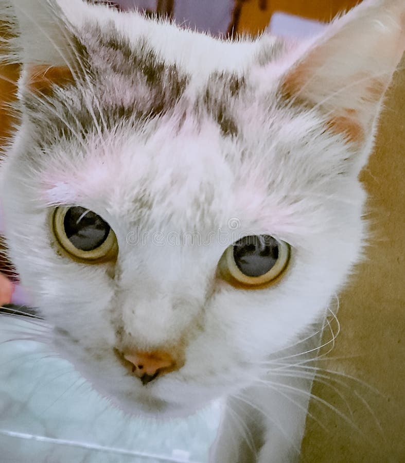 Medio Perino De Gato Blanco Bello Foto de archivo - Imagen de blanco ...