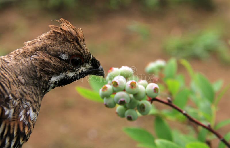 Medio pollo de la montaña imagen de archivo. Imagen de animal - 130524985