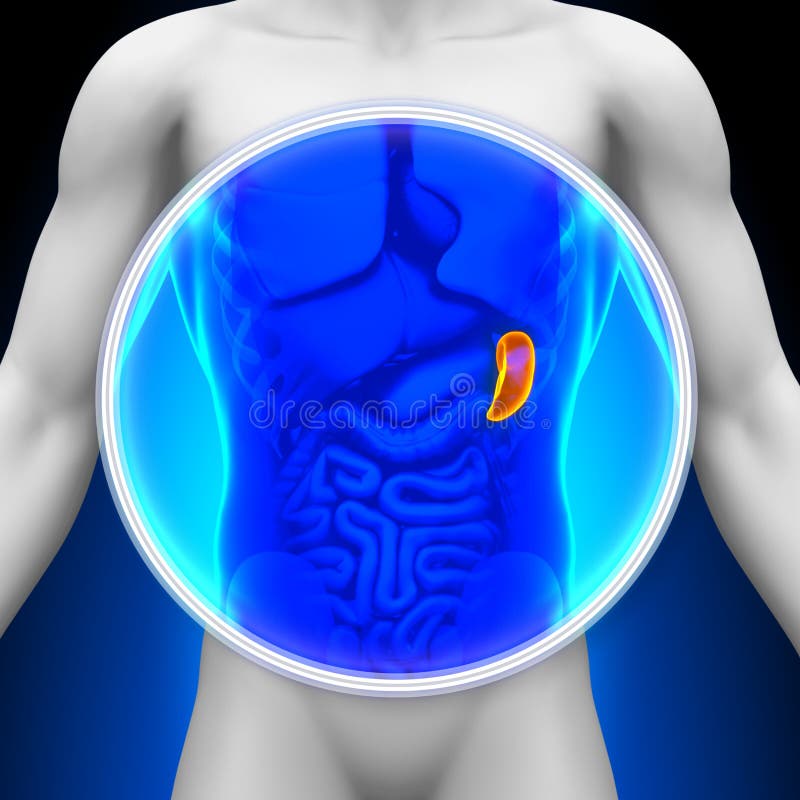 Medisch Röntgenstraalaftasten - Milt Stock Illustratie - Illustration ...