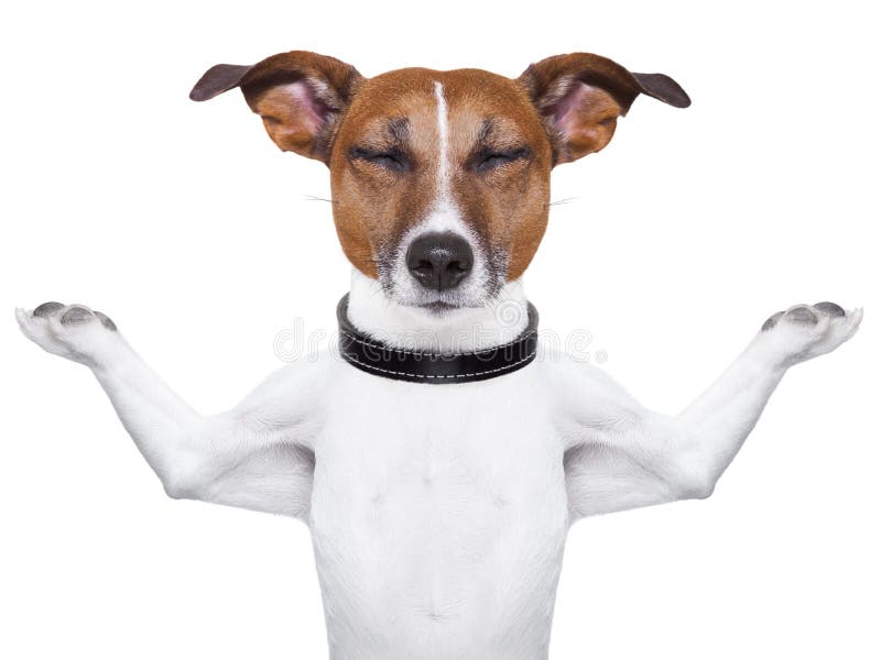 Meditating dog stock image. Image of meditate, relaxed - 29366367