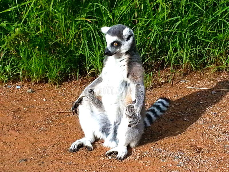 Lemurs Meditating Stock Photos - Free & Royalty-Free Stock Photos from ...