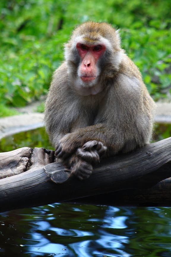 Meditating Monkey stock photo. Image of swim, meditating - 31494522