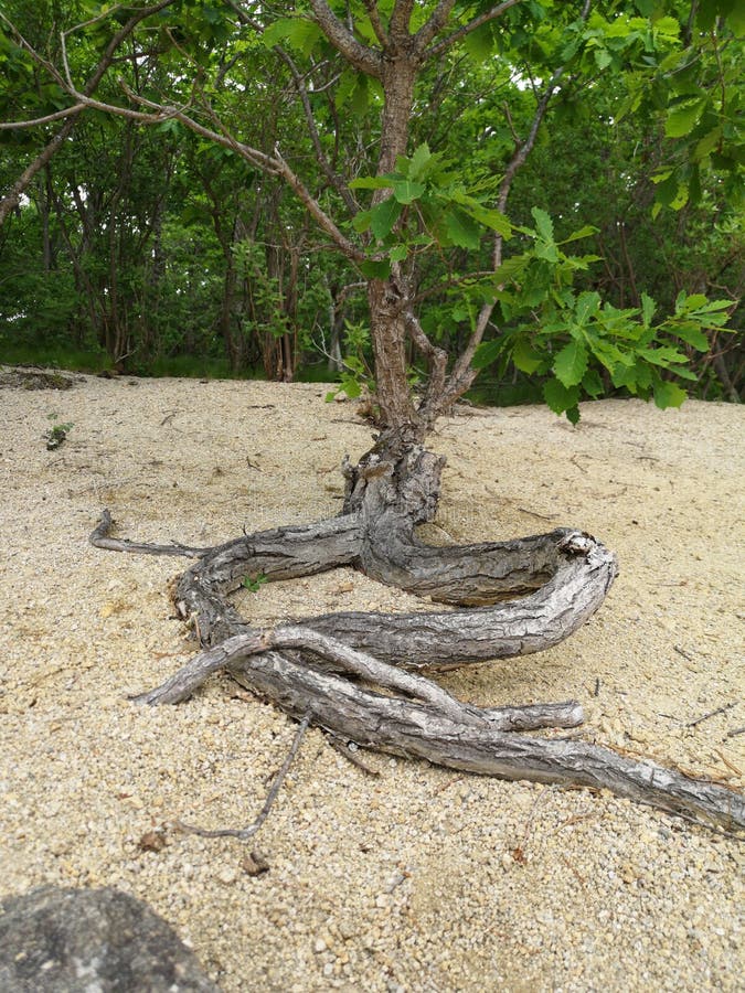 Meditation Tree in the Forest Stock Image - Image of plant, budda ...
