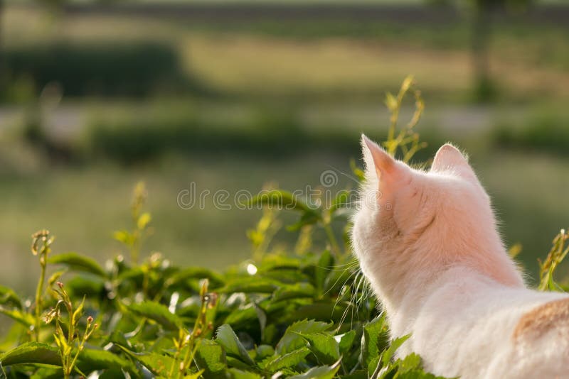 Meditative Cat Morning Sun Stock Photos - Free & Royalty-Free Stock ...