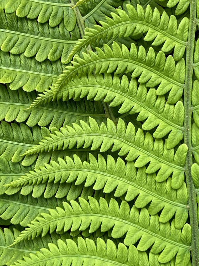 Meditative Pattern of Bracken Stock Image - Image of background ...