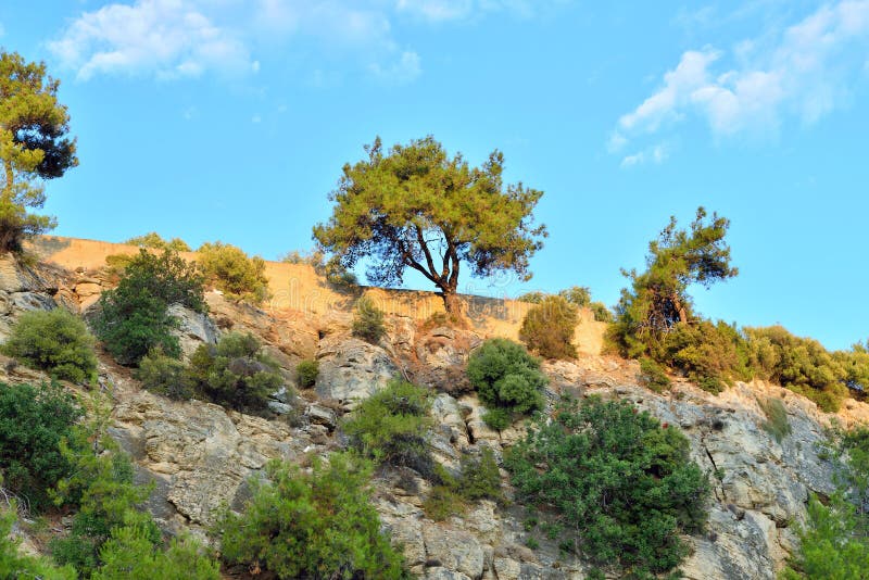 Mediterrane vegetatie stock foto. Image of zomer, narragansett - 76710476