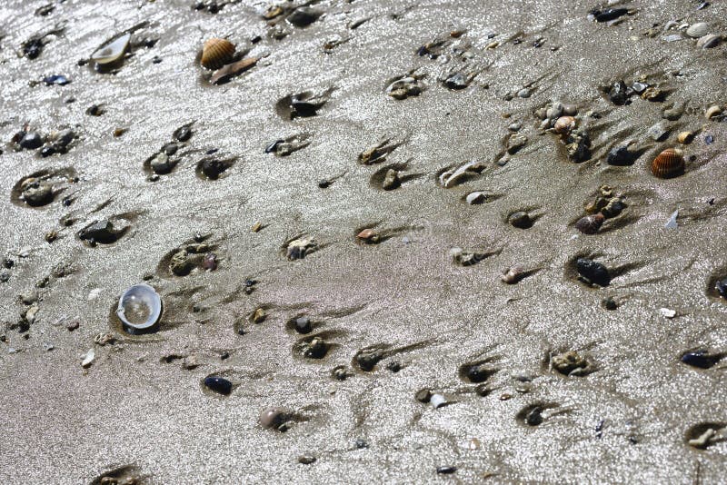 Mediterranean Beach Detail with Sand, Shells, Driftwood U Stock Image ...