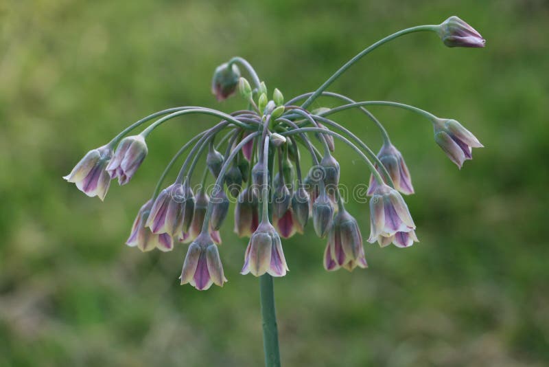 Mediterranean Bells Allium Flower Close Up Stock Image - Image of field ...