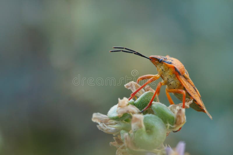 Mediterranean Bug Carpocoris Mediterraneus in Profile and Negative ...