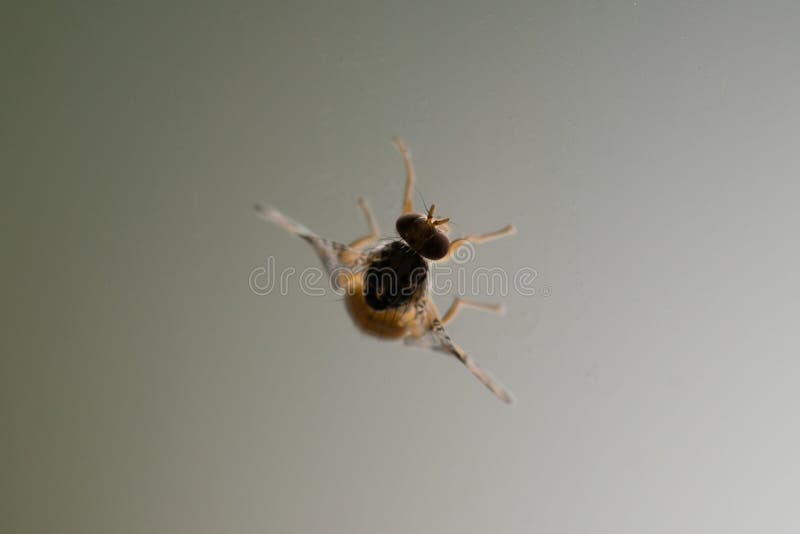 The Mediterranean Ceratitis Capitata Fly Stock Image - Image of medfly ...