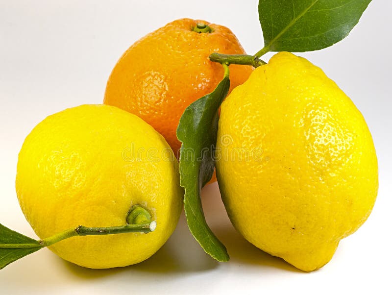 Mediterranean citrus stock image. Image of citrus, natural - 70566067