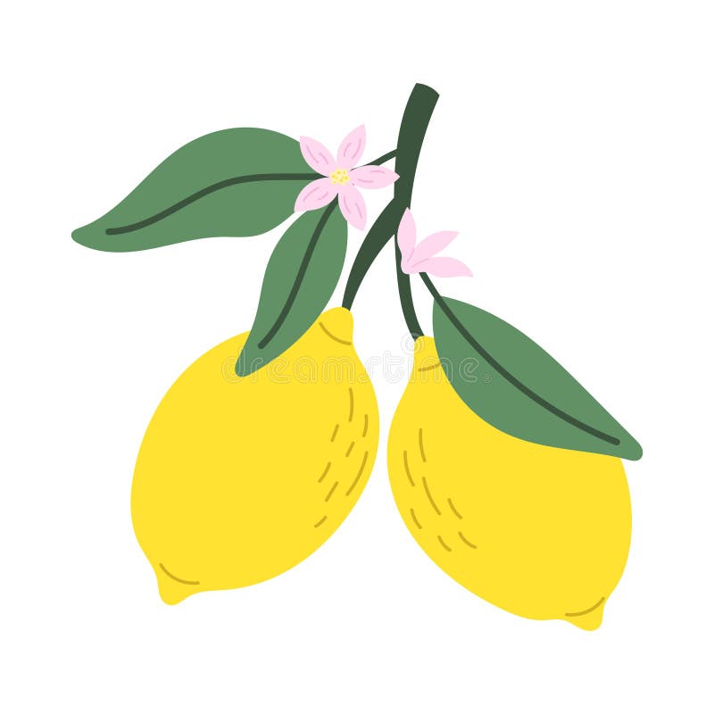 Mediterranean Citrus. Lemon. Vector Illustration Stock Vector ...