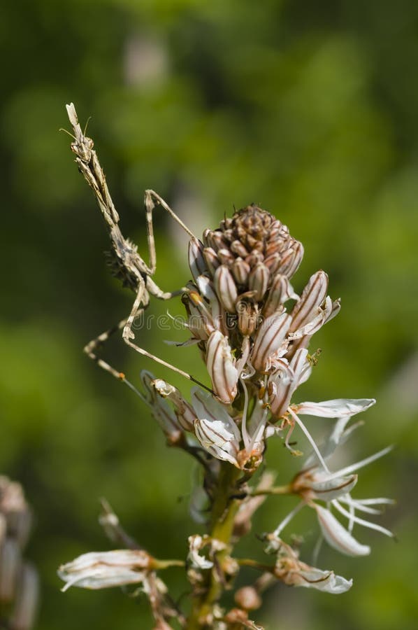 Conehead Mantis, Empusa Pennata Stock Photo - Image of detail, brown ...
