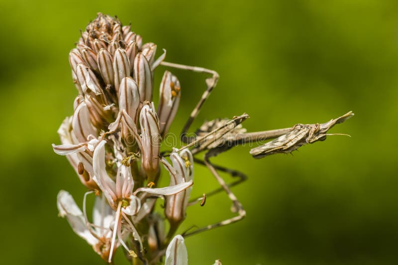 Conehead Mantis, Empusa Pennata Stock Photo - Image of detail, brown ...