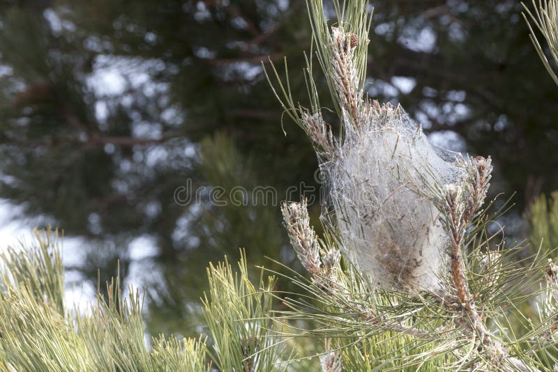 Spider web with dew drops stock image. Image of mesh - 14468249