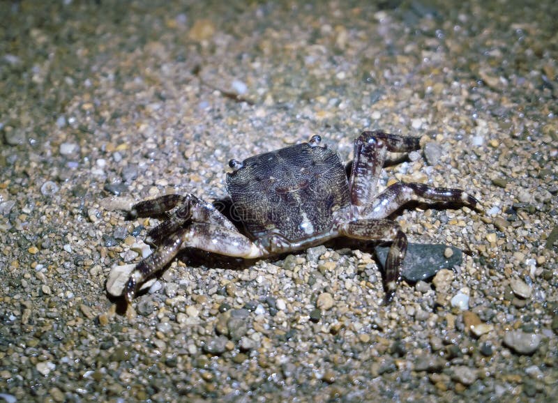 Mediterranean Crab Specimen on Rocks in Foreground Stock Photo - Image ...