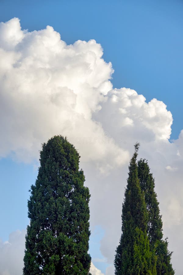 Mediterranean Cypress Cupressus Sempervirens is an Evergreen Tree ...