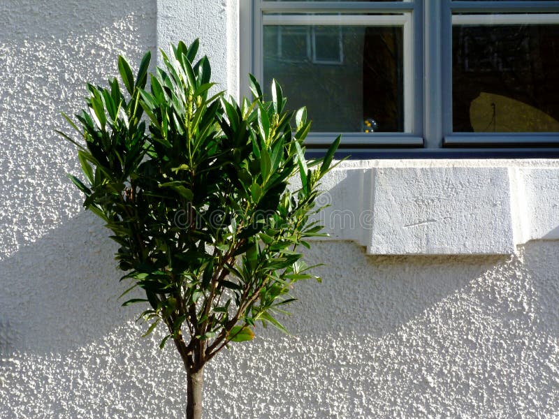 Mediterranean Evergreen Type of Small Deep Green Tree in Front of ...