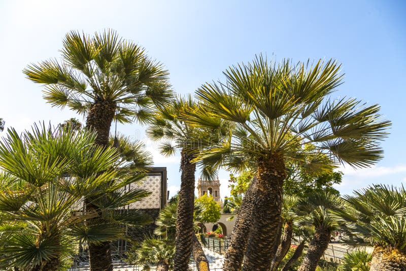 576 Mediterranean Fan Palm Stock Photos - Free & Royalty-Free Stock ...