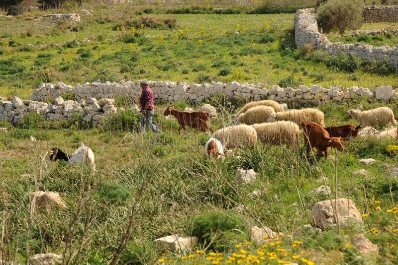 Mediterranean Shepherd Malta Editorial Photo - Image of farming ...