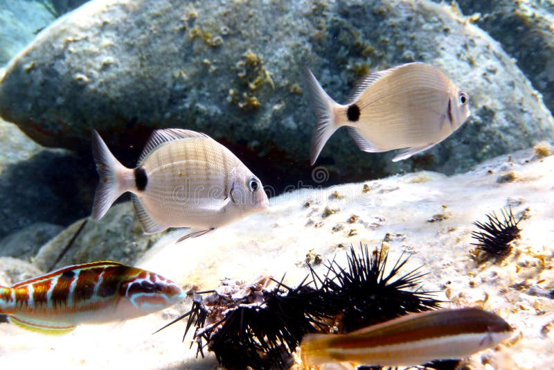 Mediterranean Fishes Eat a Sea Urchin. Clear Sea Water. Stock Photo ...