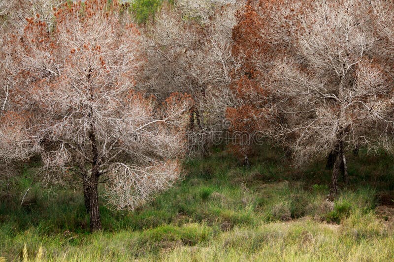 Mediterranean Forest Severely Affected by Drought and Pests Stock Image ...
