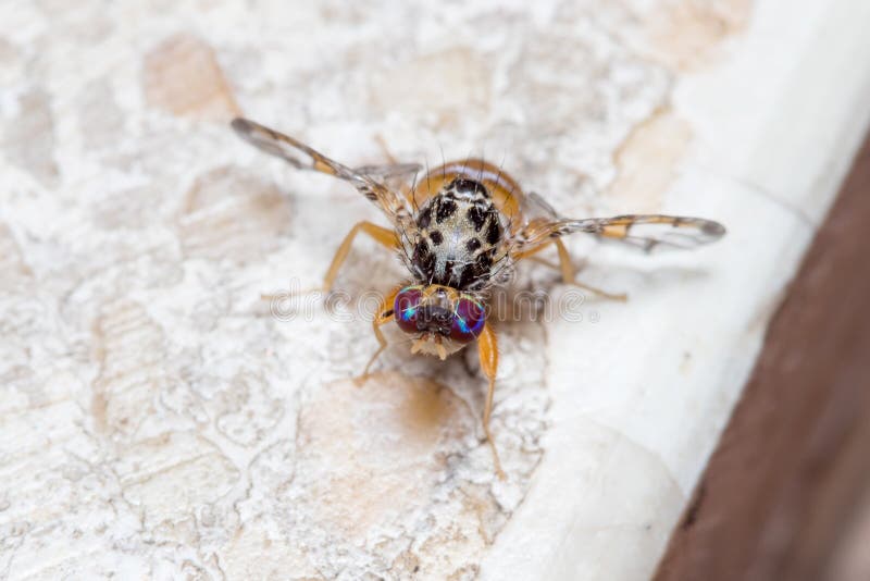 Mediterranean Fruit Fly, Ceratitis Capitata, Posed on the Floor Stock ...