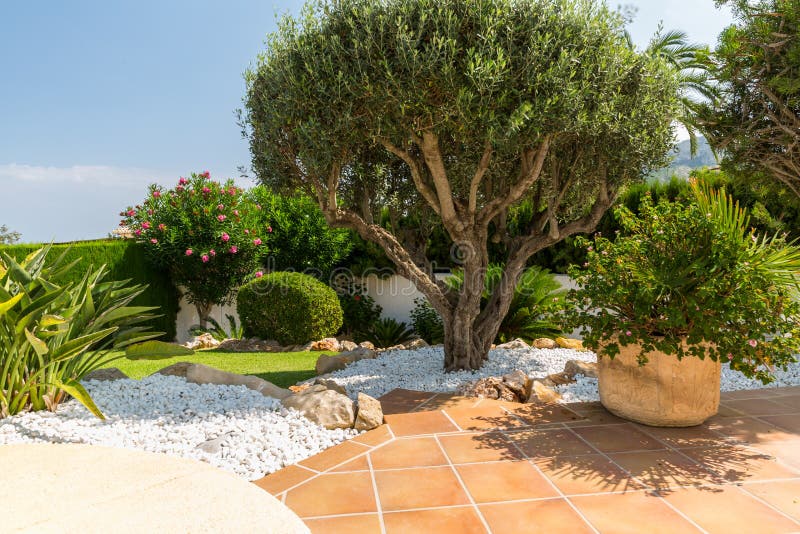 Mediterranean Garden with Olive Tree Stock Image - Image of park, food ...