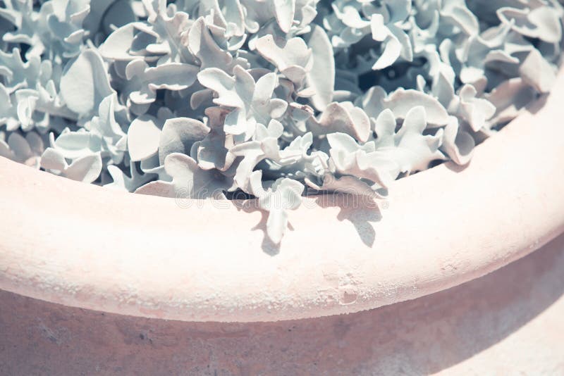 Mediterranean Garden Plant in a Ceramic Pot Stock Image - Image of ...