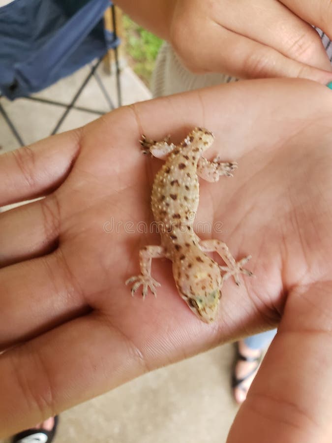1,065 Mediterranean Gecko Stock Photos - Free & Royalty-Free Stock ...