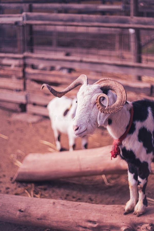 Mediterranean Goat with Horns Pasturing Inside a Farm Pit Stock Image ...