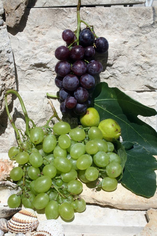 Grapes and figs stock photo. Image of vine, beams, garden - 309064188
