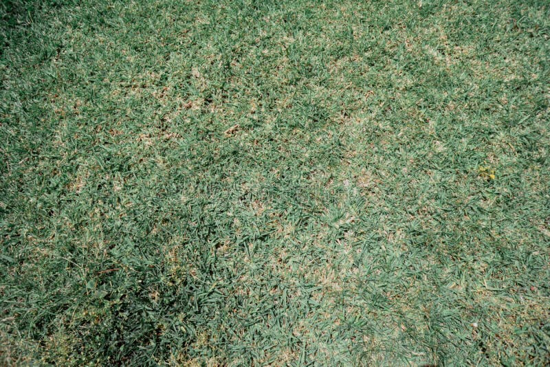 Mediterranean grass stock image. Image of canary, nature - 92682039