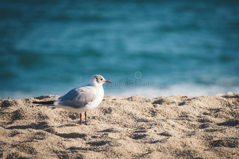 Mediterranean Gull on the Beach Sand Stock Photo - Image of sand, fauna ...