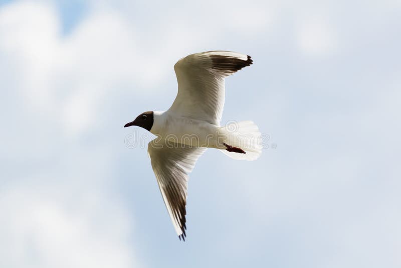 Mediterranean Gull in Flight Stock Photo - Image of wild, coast: 32552212