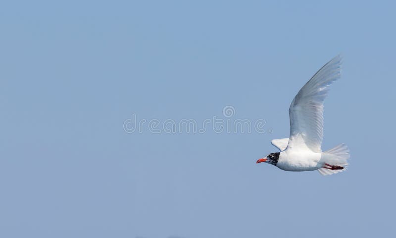Mediterranean Gull in Flight Over the Sea Stock Photo - Image of ...