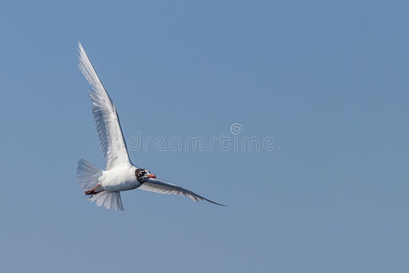 Mediterranean Gull in Flight Over the Sea Stock Image - Image of bird ...