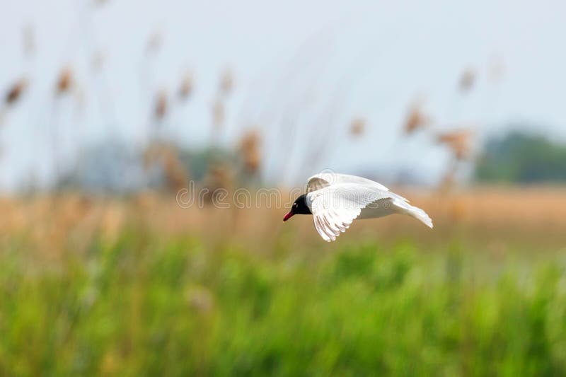 Mediterranean Gull in Flight with Wilderness Background Stock Photo ...