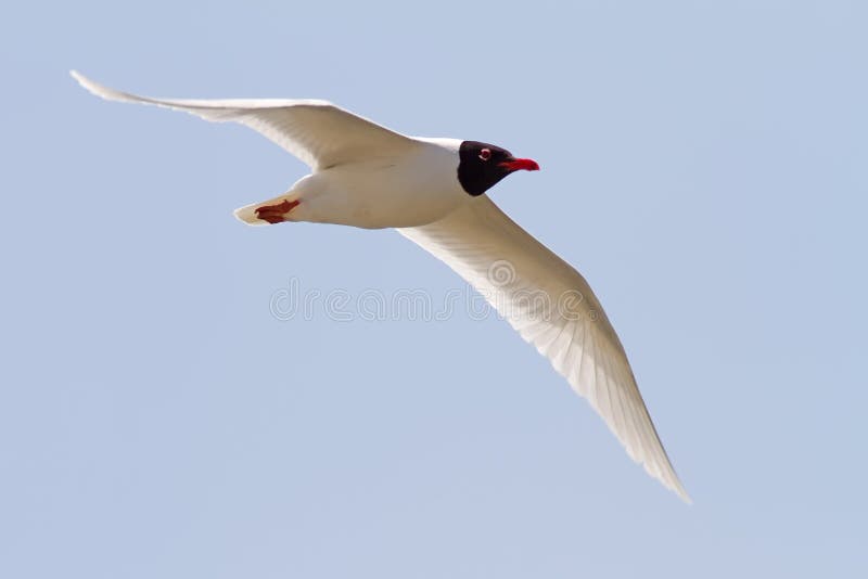 Mediterranean Gull Flying stock image. Image of wildlife - 25661675