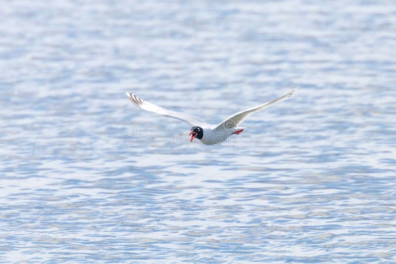 Mediterranean Gull Flying Over the Water Stock Photo - Image of eyes ...