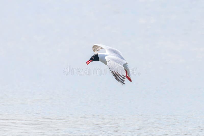 Mediterranean Gull Flying Over the Water Stock Image - Image of life ...