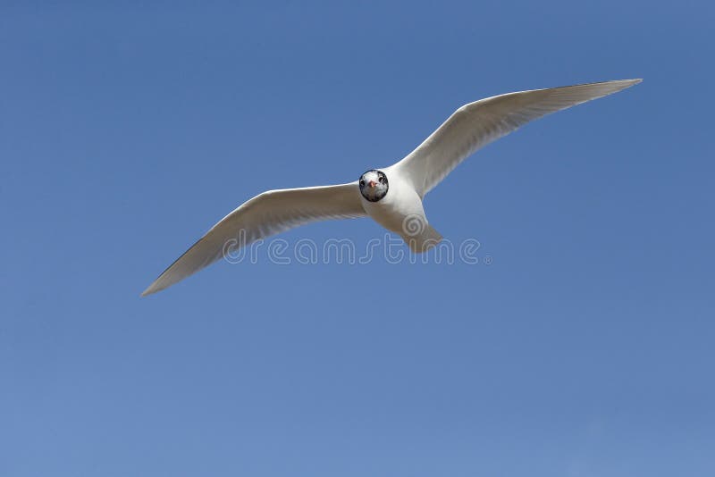 Mediterranean Gull, Larus Melanocephalus Stock Image - Image of lake ...