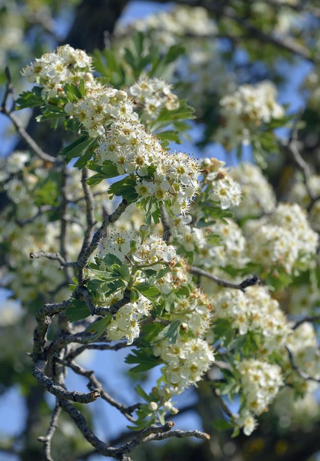Azarolus Blossom Stock Photos - Free & Royalty-Free Stock Photos from ...