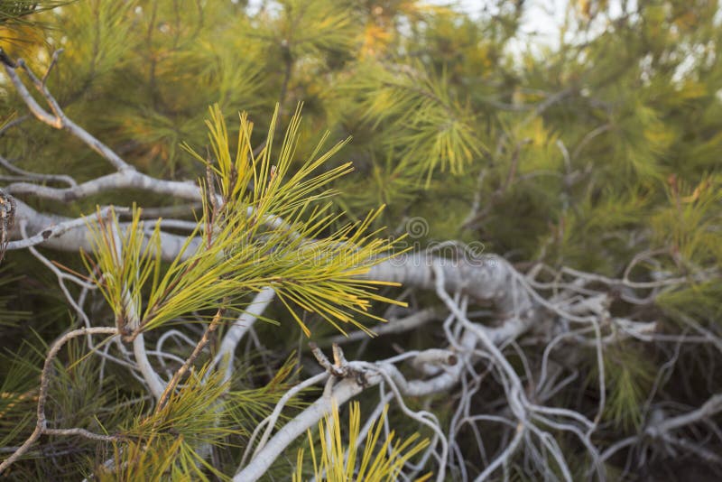 Mediterranean Horizontal Pine Tree Close Up Stock Image - Image of ...