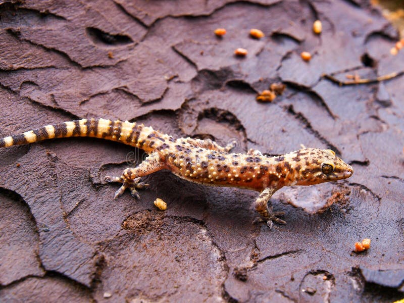 Mediterranean House Gecko (Hemidactylus Turcicus) in Greece Stock Image ...