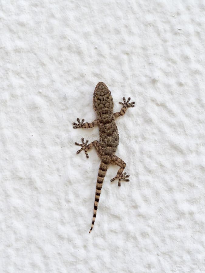 Gecko on a wall in Spain stock photo. Image of animal - 45655912